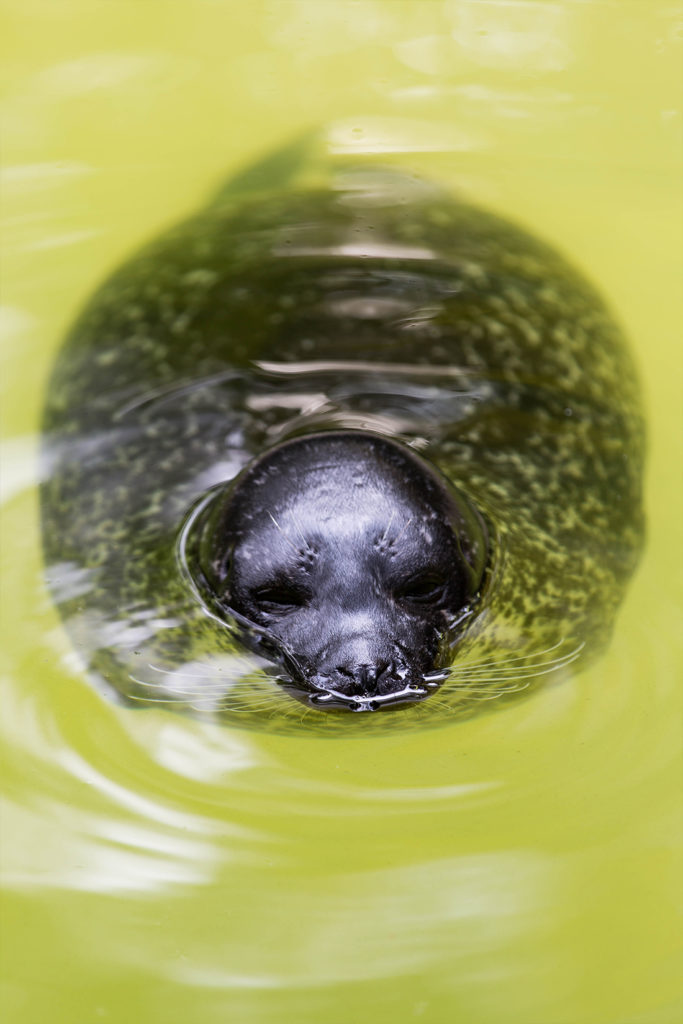 Robbe - Theos Fotografie